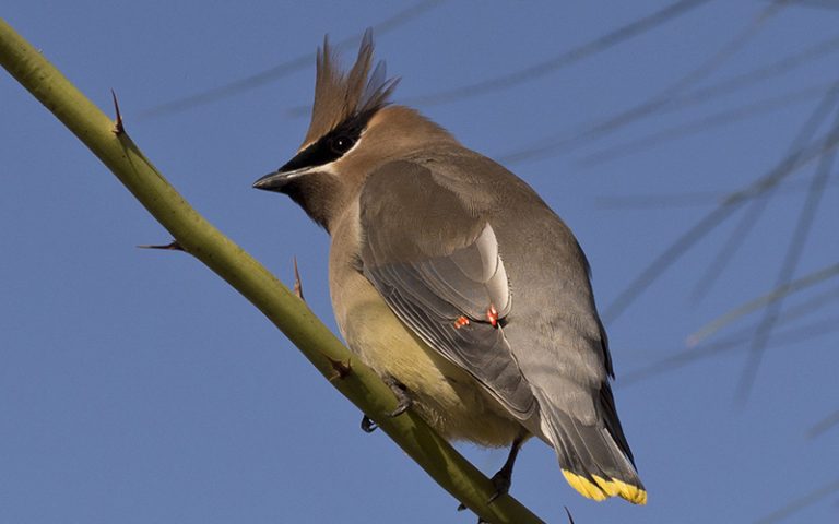 An Ultimate Guide to Joshua Tree National Park California